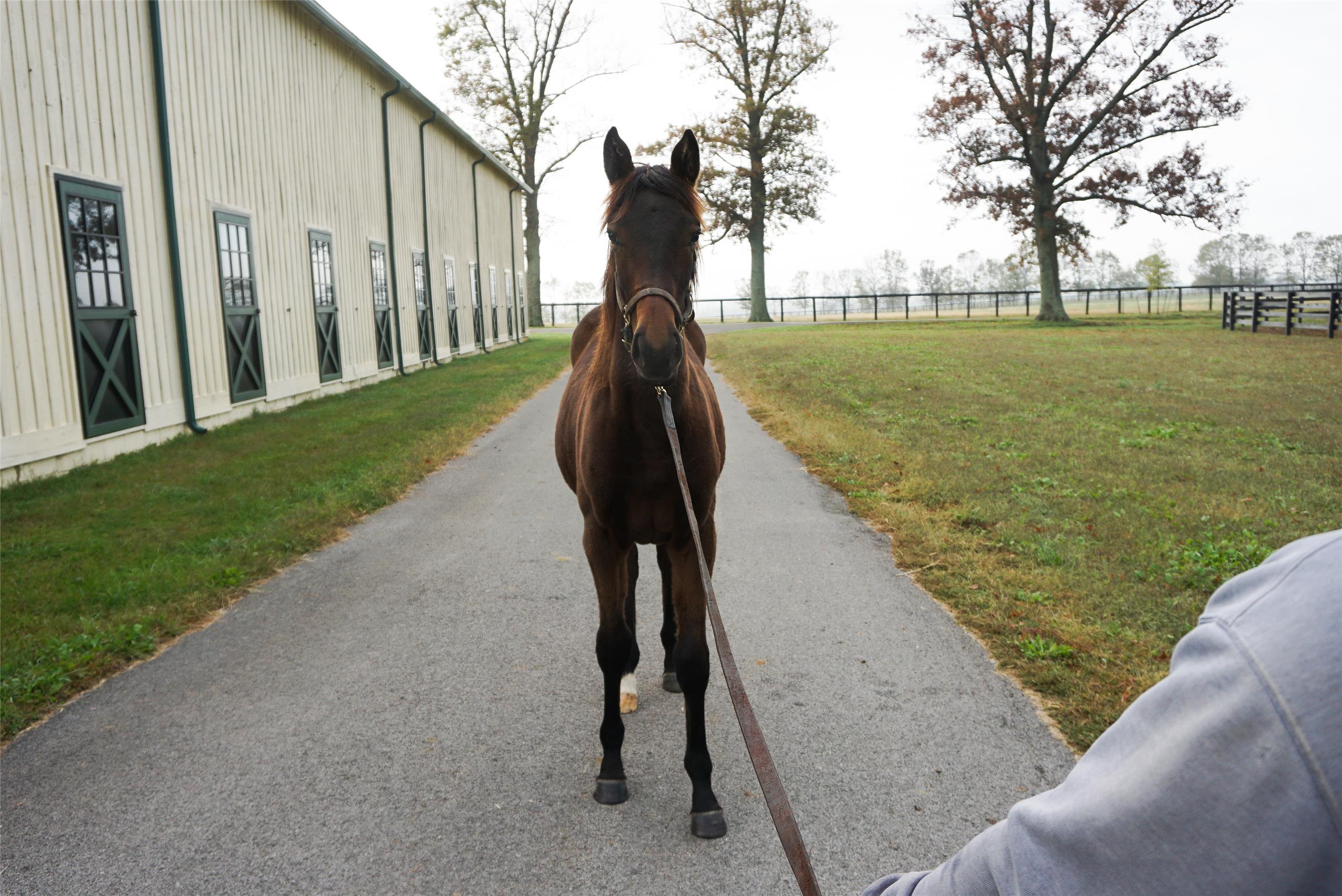 Dreamworker - Runnymede Farm