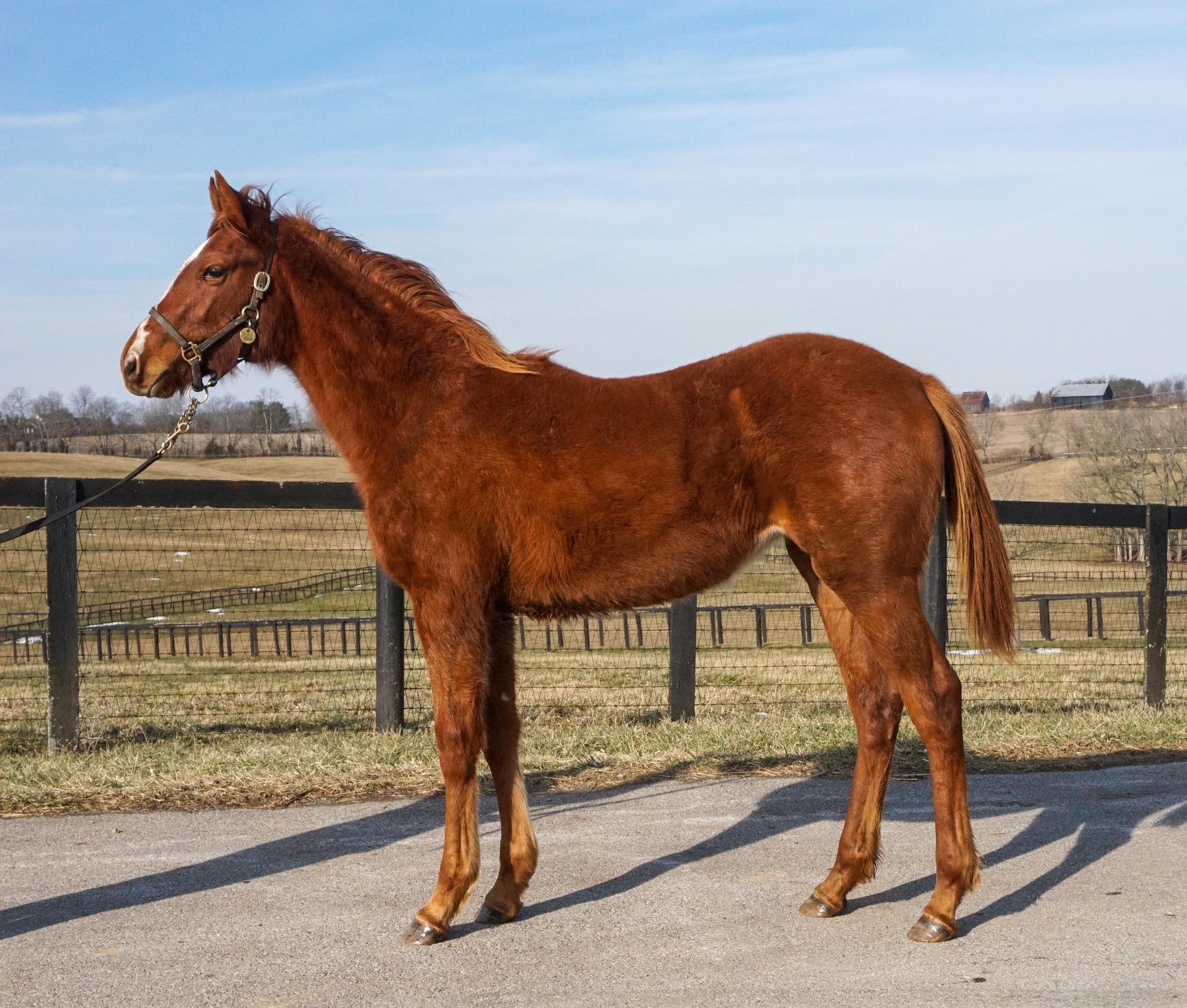 #641 2022 Keeneland September Yearling Sale - Runnymede Farm