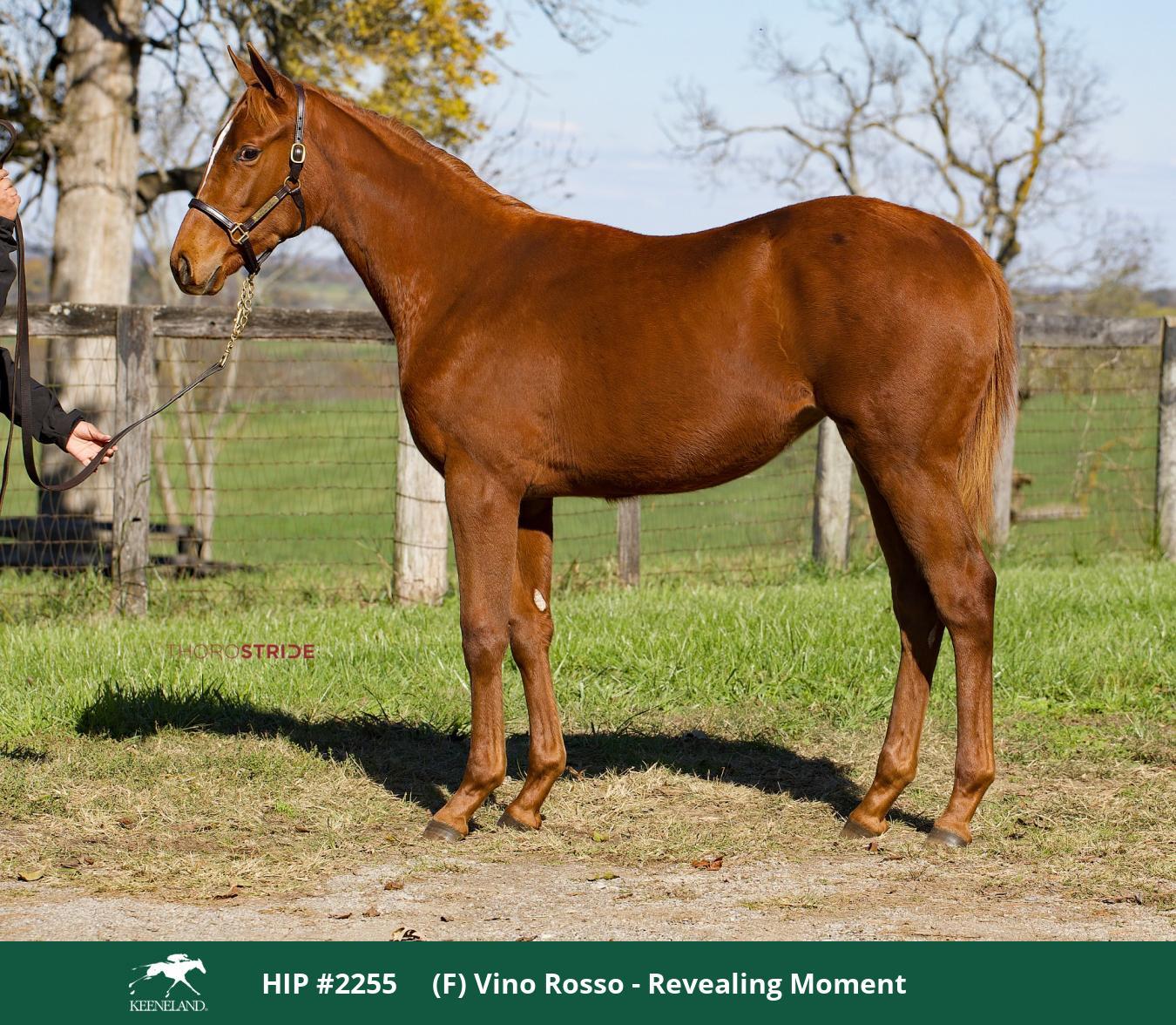 #1990 2022 Keeneland September Yearling Sale - Runnymede Farm