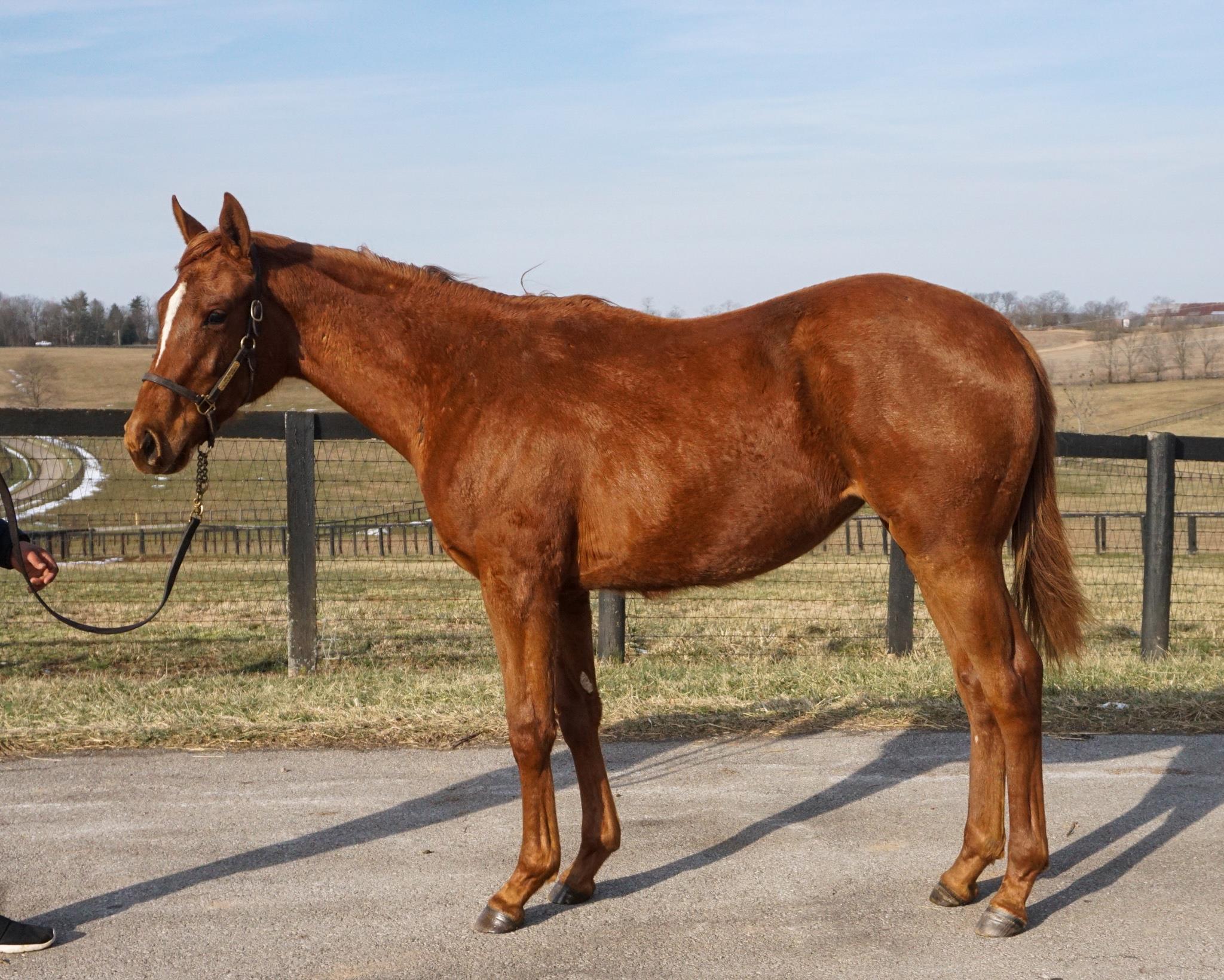#1990 2022 Keeneland September Yearling Sale - Runnymede Farm