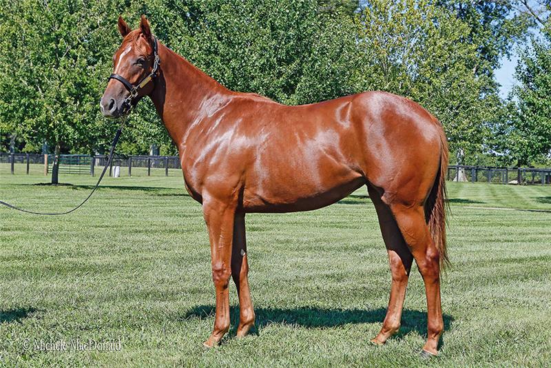 Fairyland - Runnymede Farm