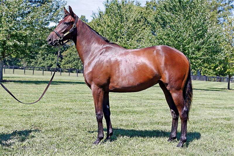 Menemsha - Runnymede Farm